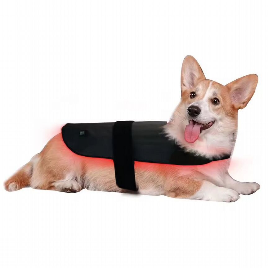 Реабилитация (led-терапия) для собак