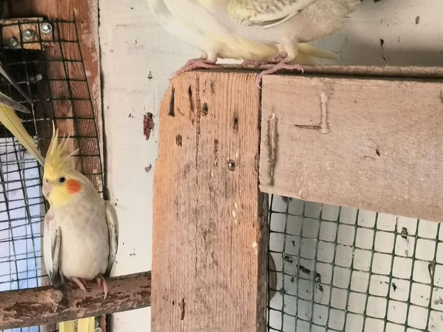 Попугай Корелла