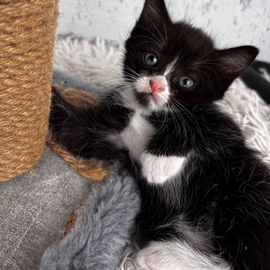 Котёнок в добрые руки