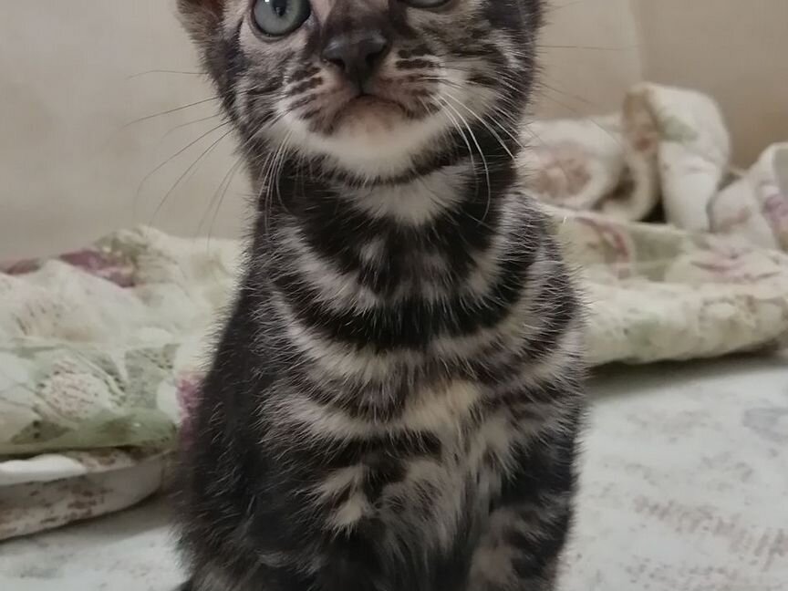 Бенгальская угольная девочка