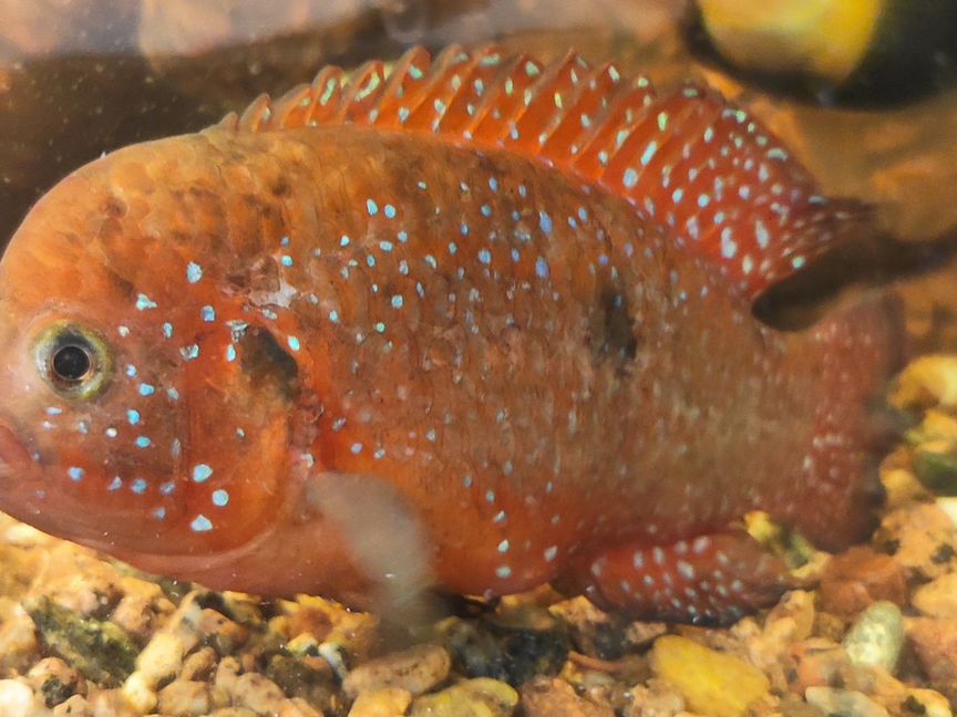 Хромис бесплатно