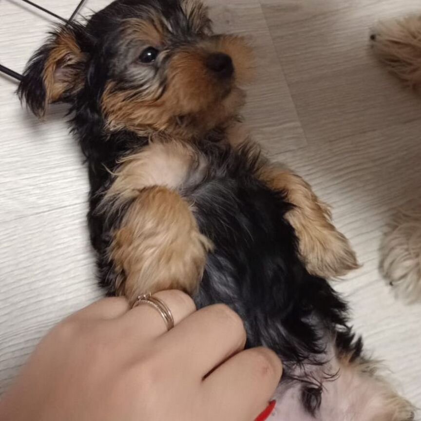 Йоркширский терьер, щенок