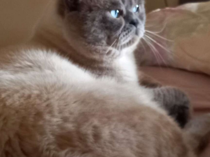 Шотландский кот вязка