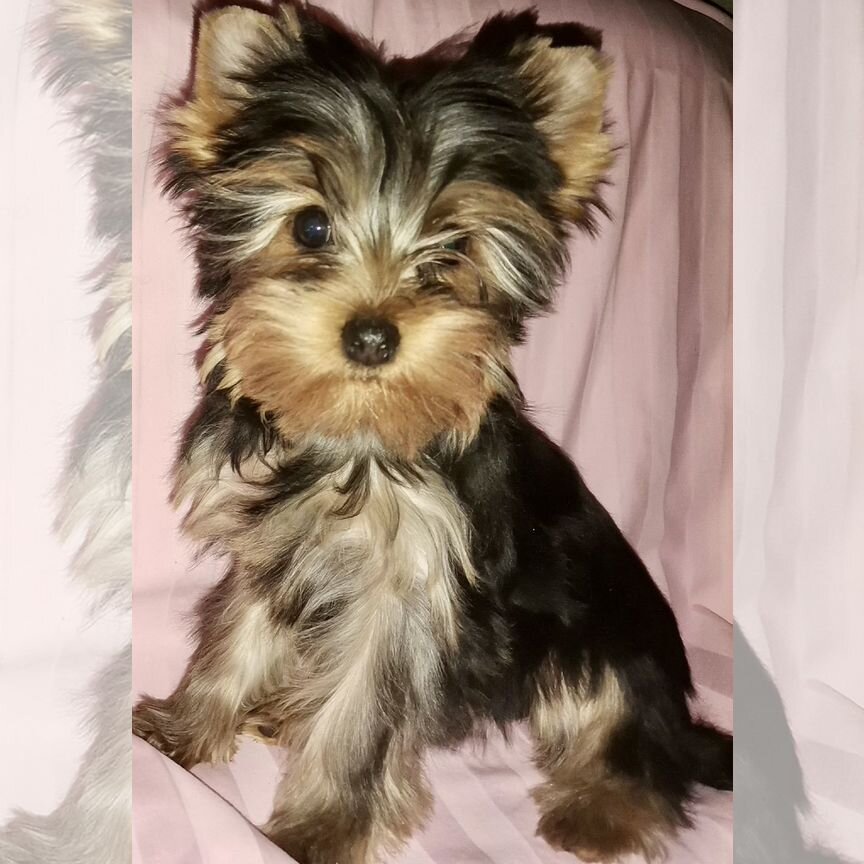 Йоркширский терьер, щенок