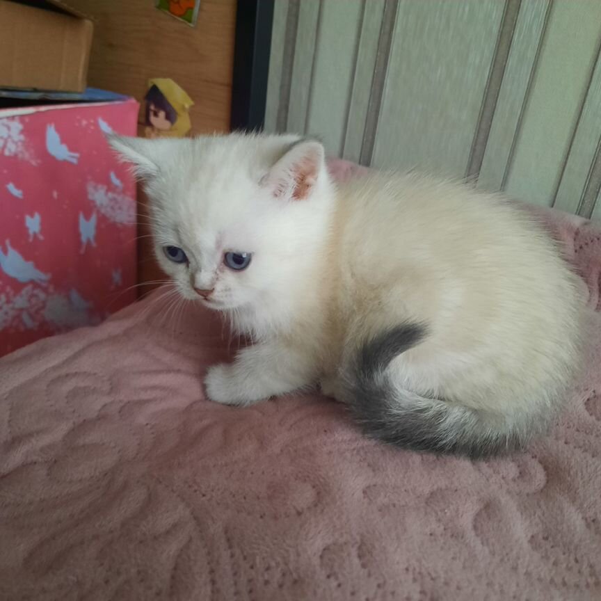 Британская кошечка