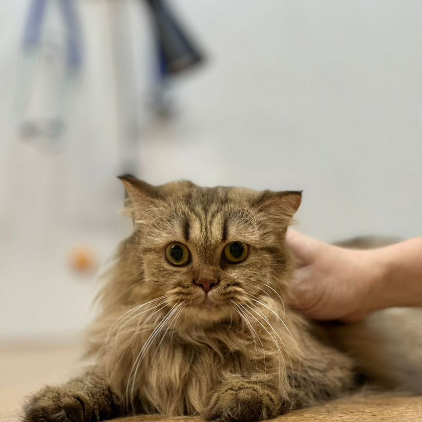 Британцы коты и кошки