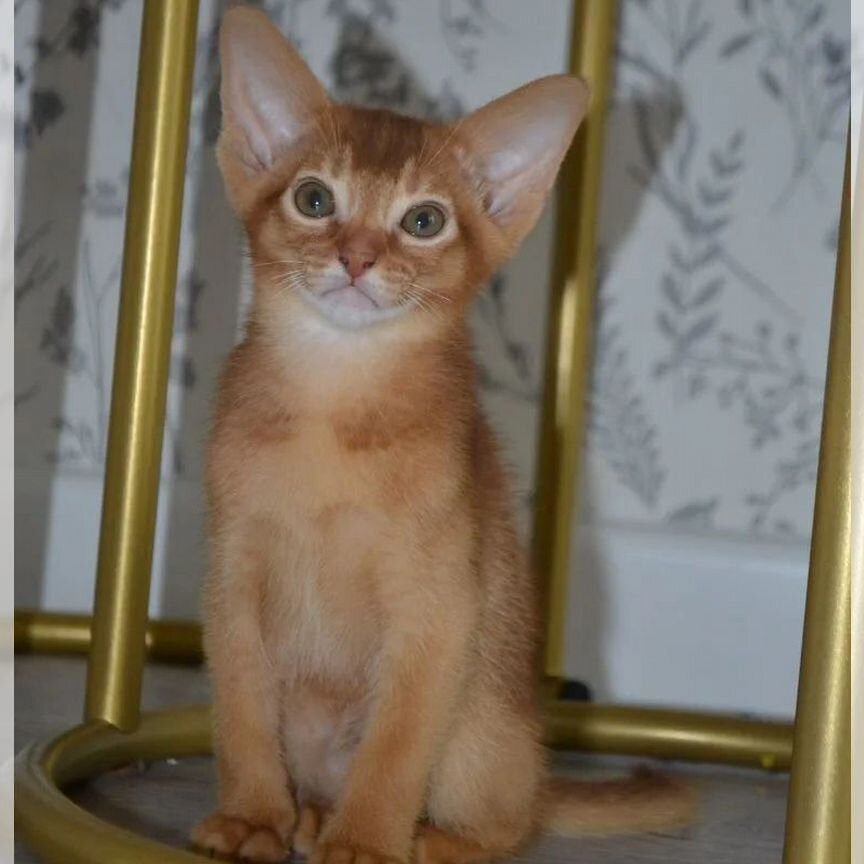 Абиссинский котёнок