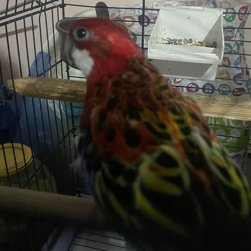 Попугай Розелла