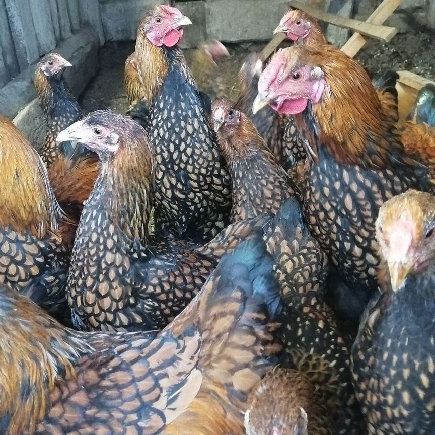 Куры молодки порода виандот