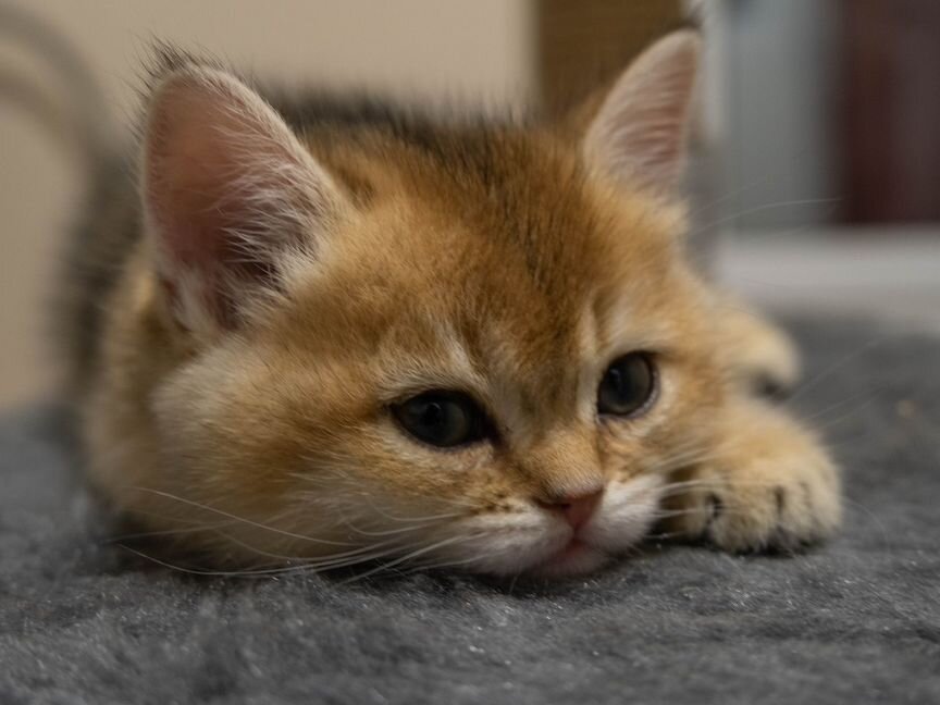 Котёнок Британская золотая шиншилла