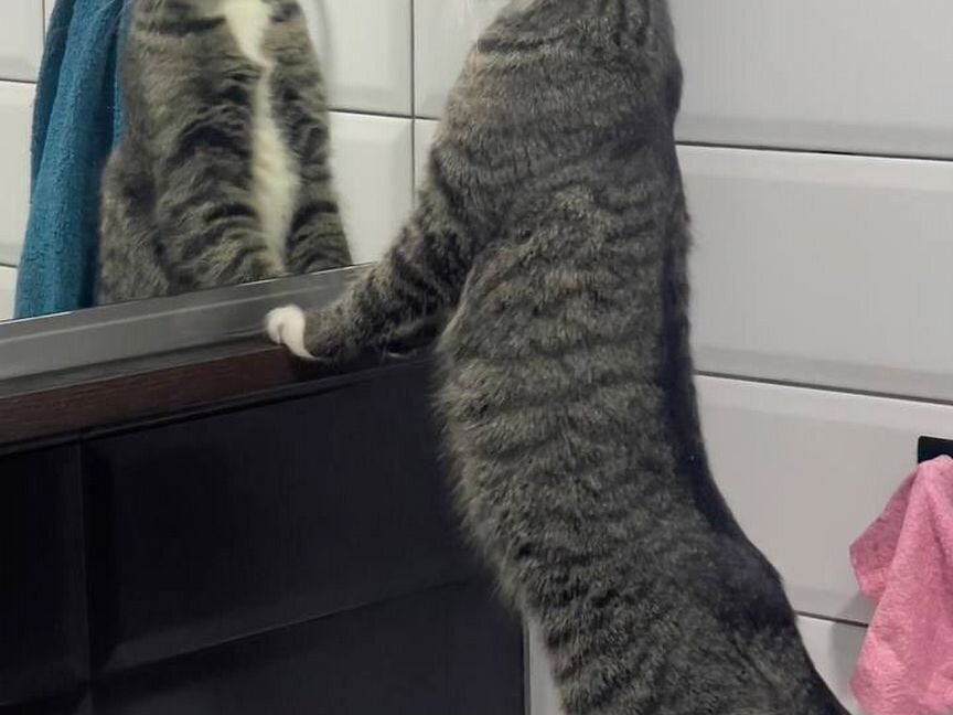 Отдам в добрые руки двух кошечек