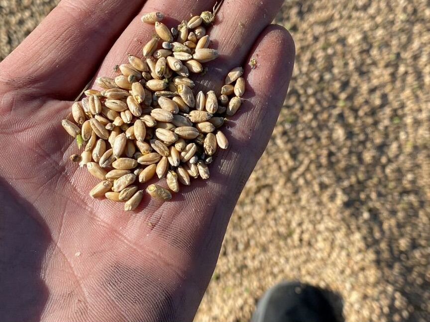 Зерно пшеница