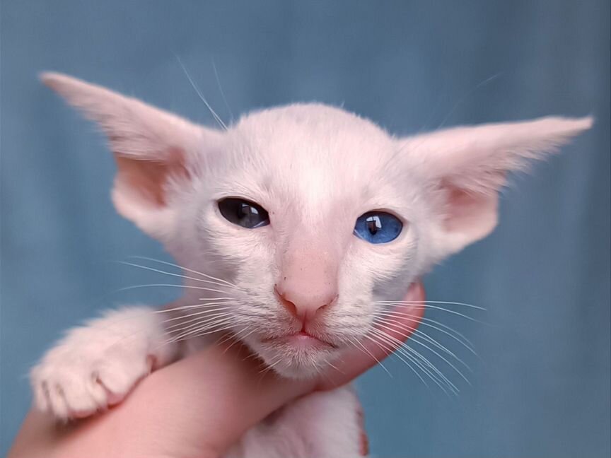 Ориентальные котята