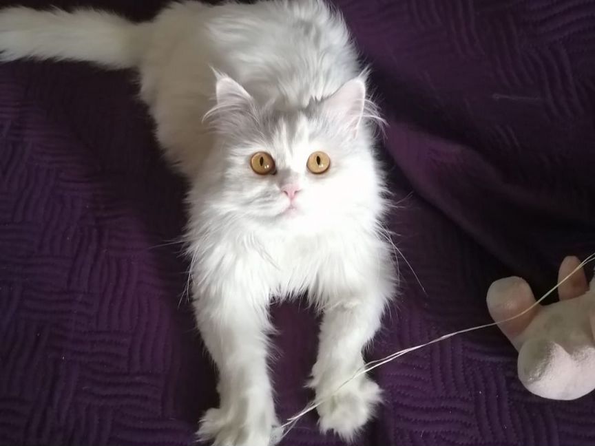 Домовёнок ищет дом