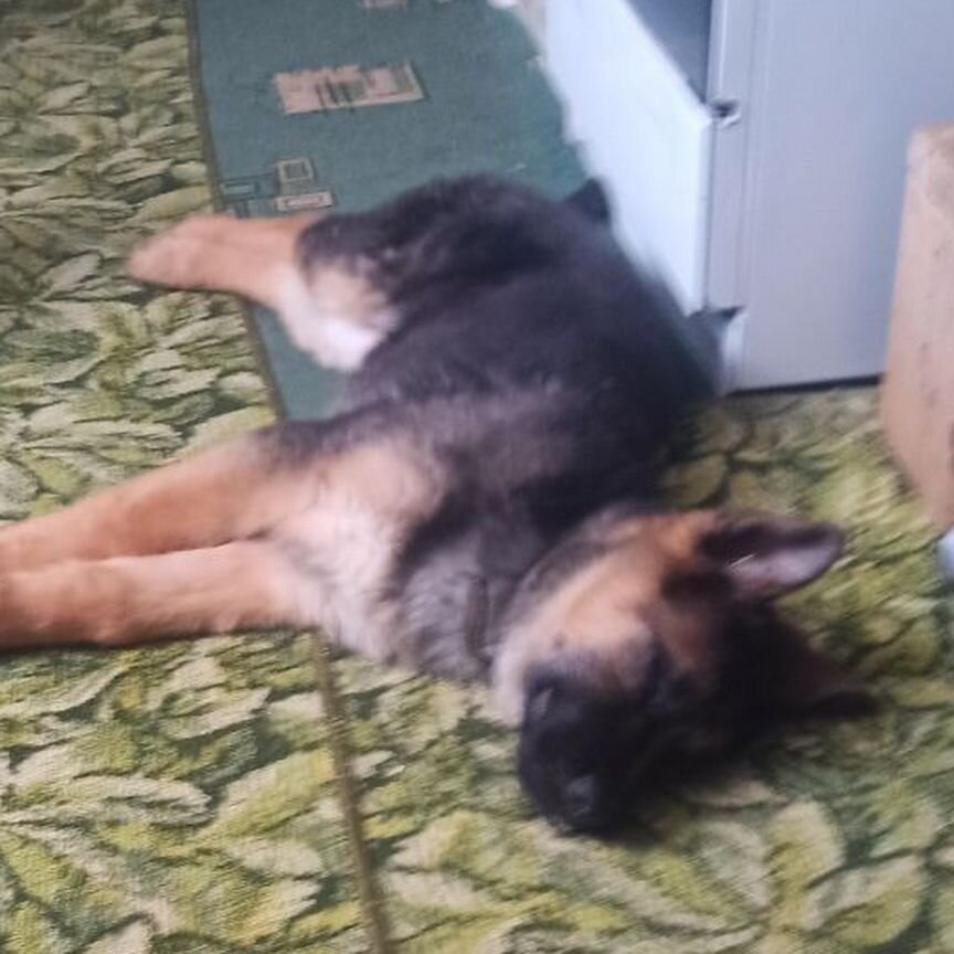 Немецкая овчарка кабель