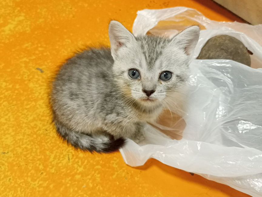 Котята в добрые руки