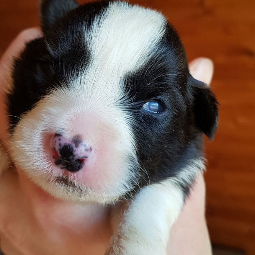 Бордер-колли, щенок