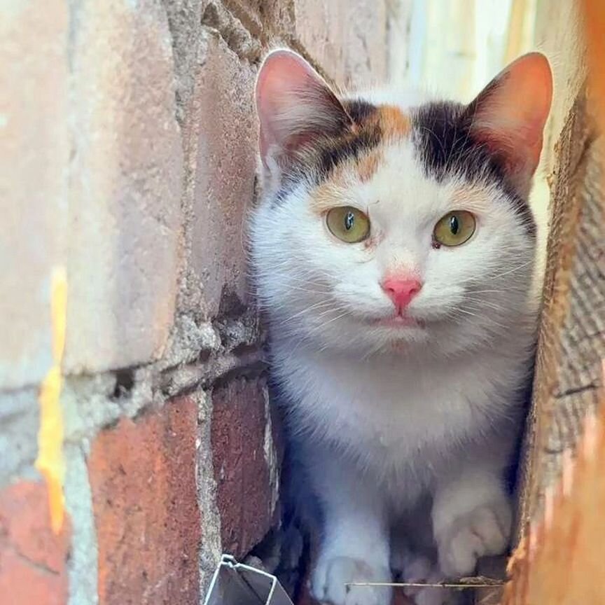 Трёхцветная кошка в добрые руки