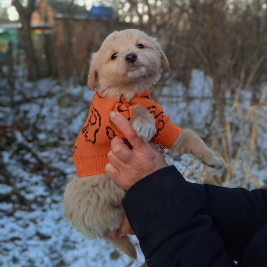 Лучший щенок в добрые руки