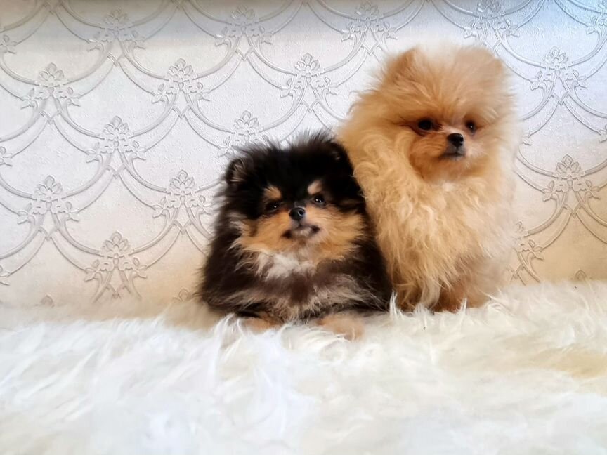 Высокопородные щенки померанского шпица