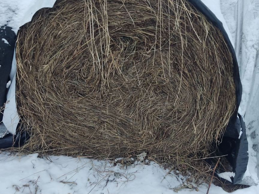 Сено в рулонах