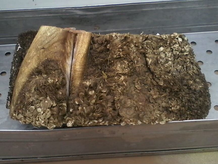 Мясо говядина для собак