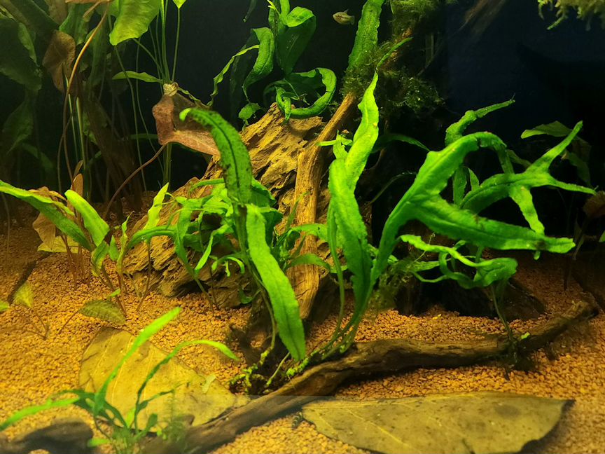 Аквариум с рыбками