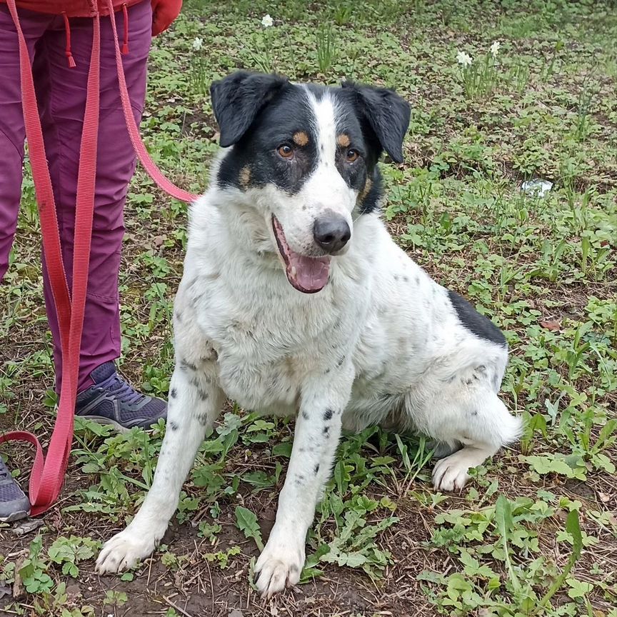 Собака в добрые руки