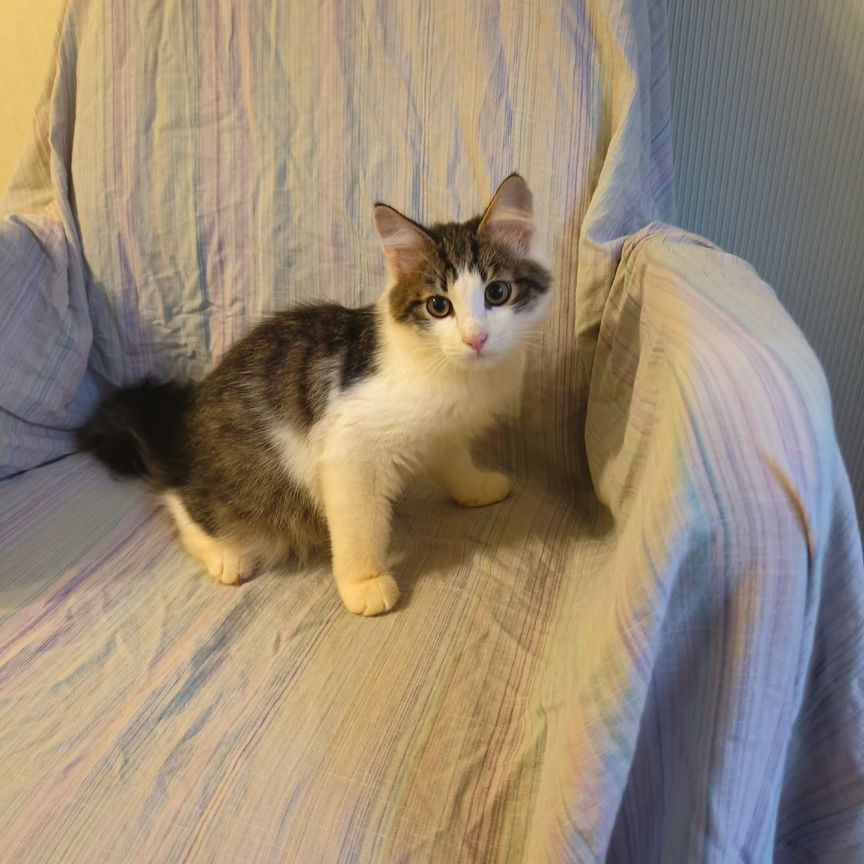 Котёнок