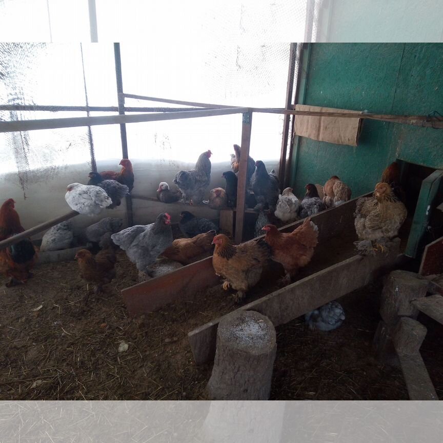 Домашняя птица куры