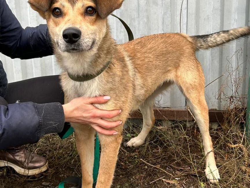 Собака попала в приют