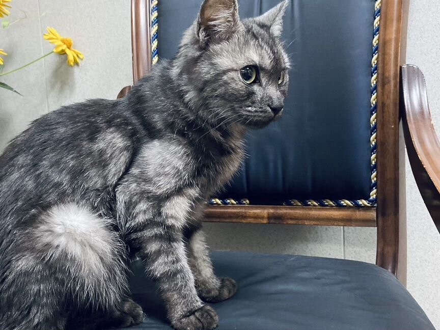 Кошка
