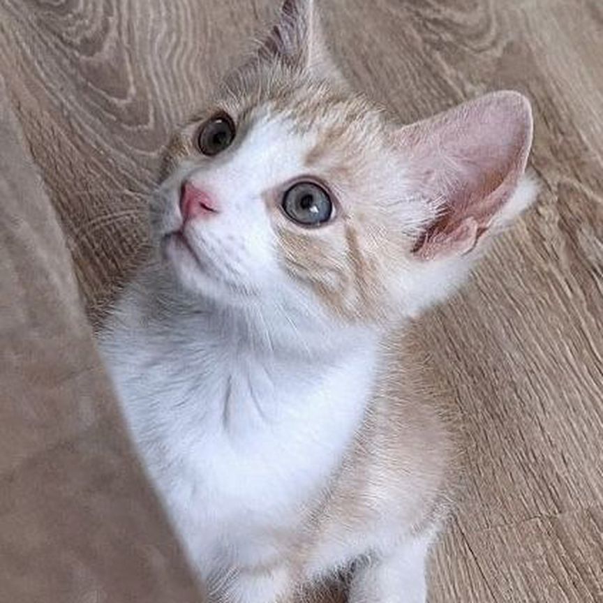 Рыжий котенок в добрые руки