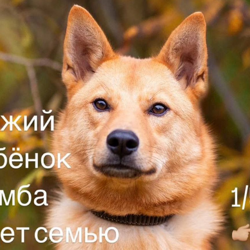 Взрослый пёс в добрые руки