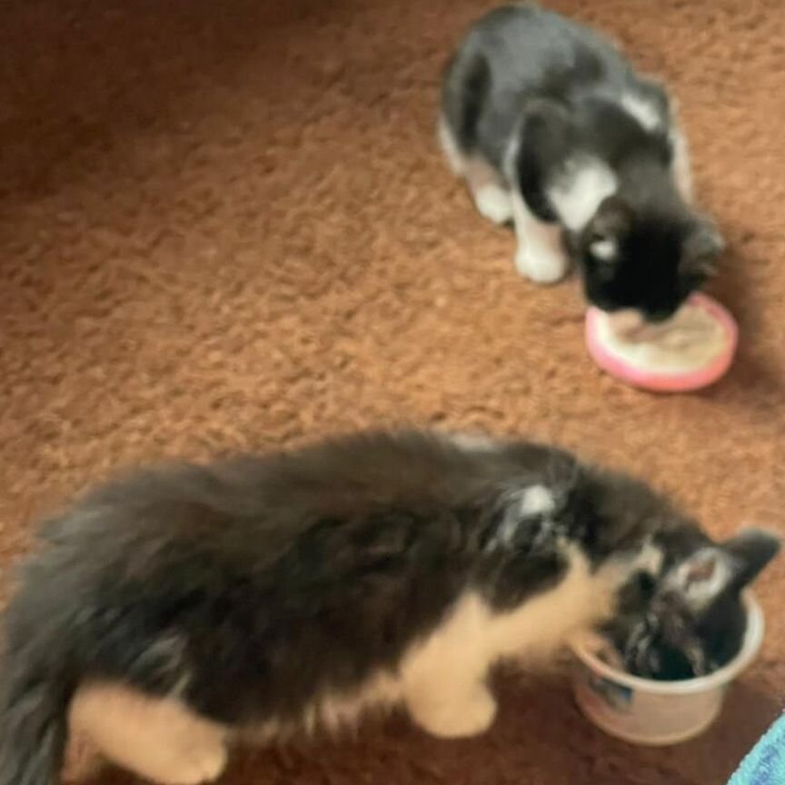Котята в добрые руки