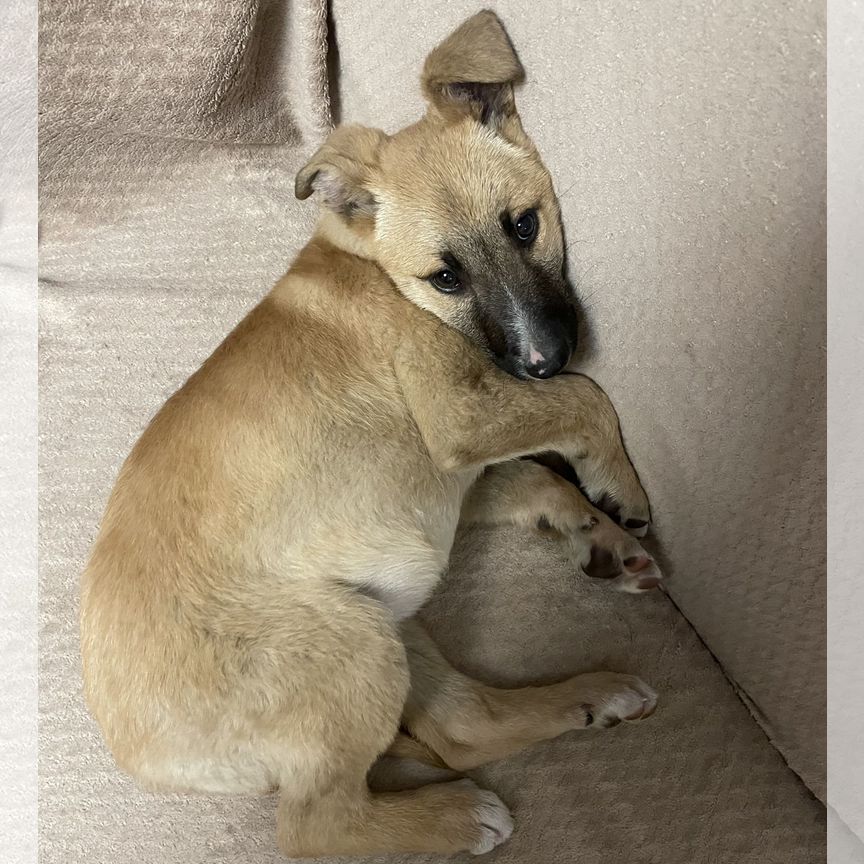 Щенок в добрые руки