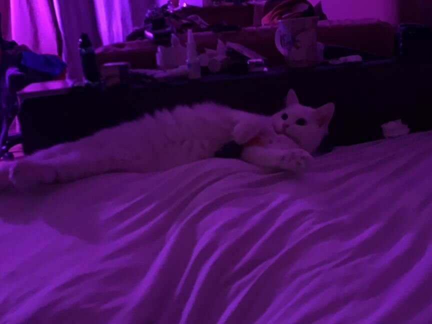 Турецкая ангора