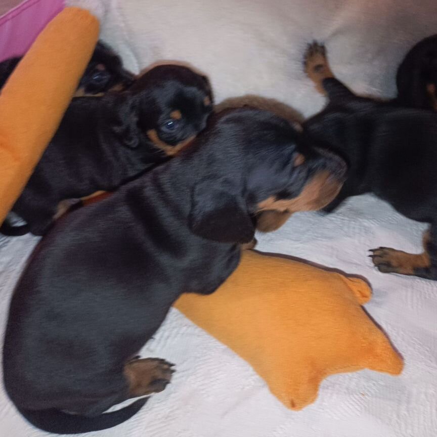 Такса, щенок