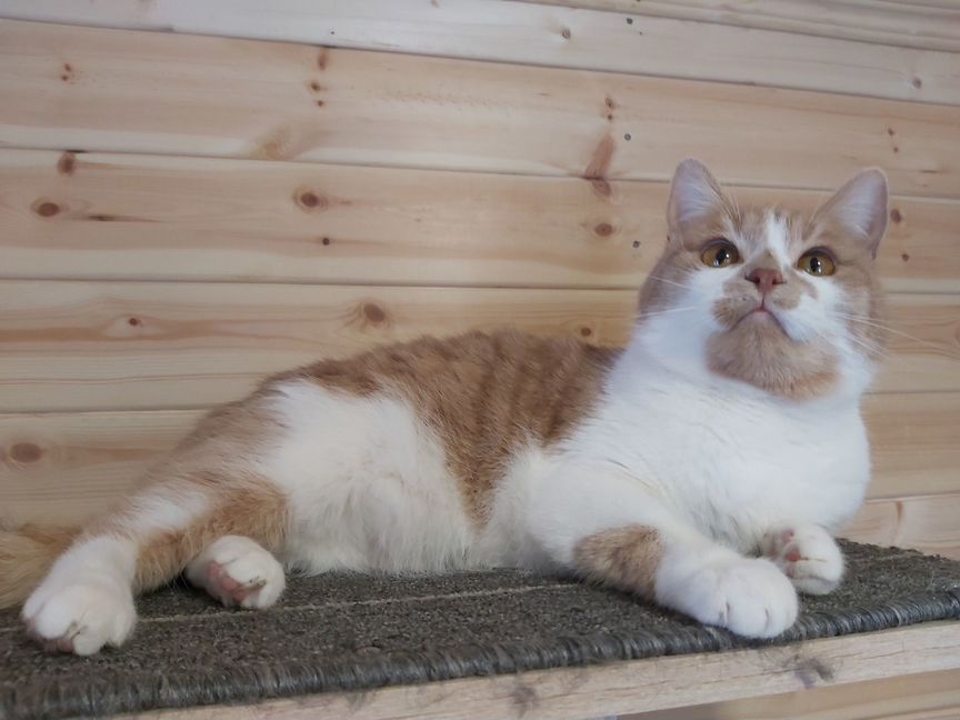 Котик в дар ответственным людям