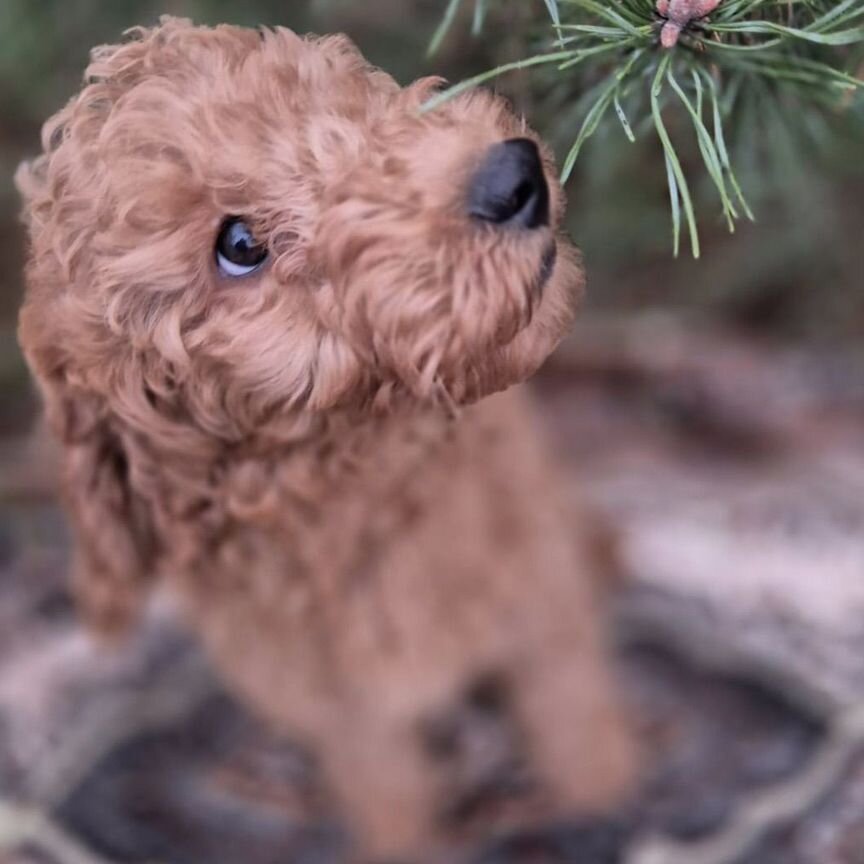 Карликовый пудель, щенок