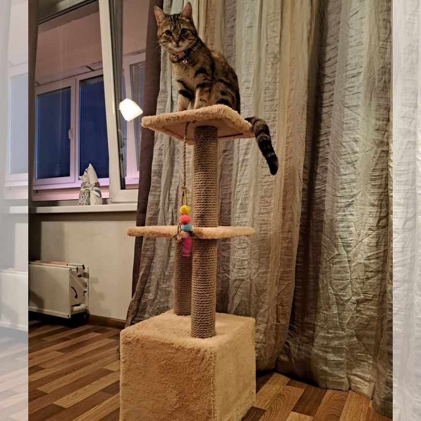 Когтеточка