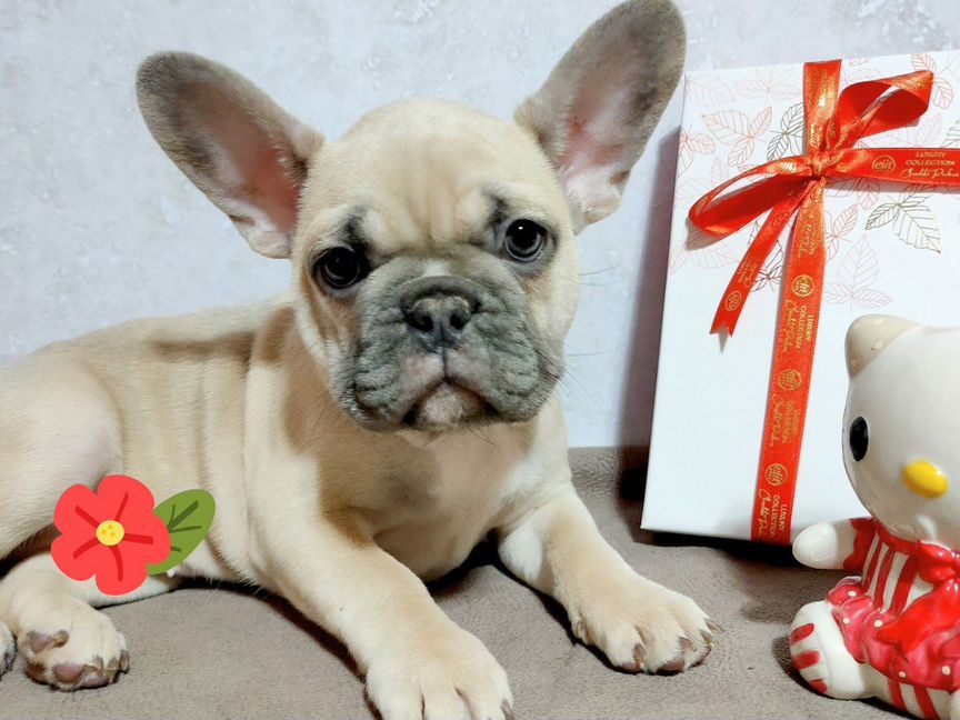 Французский бульдог