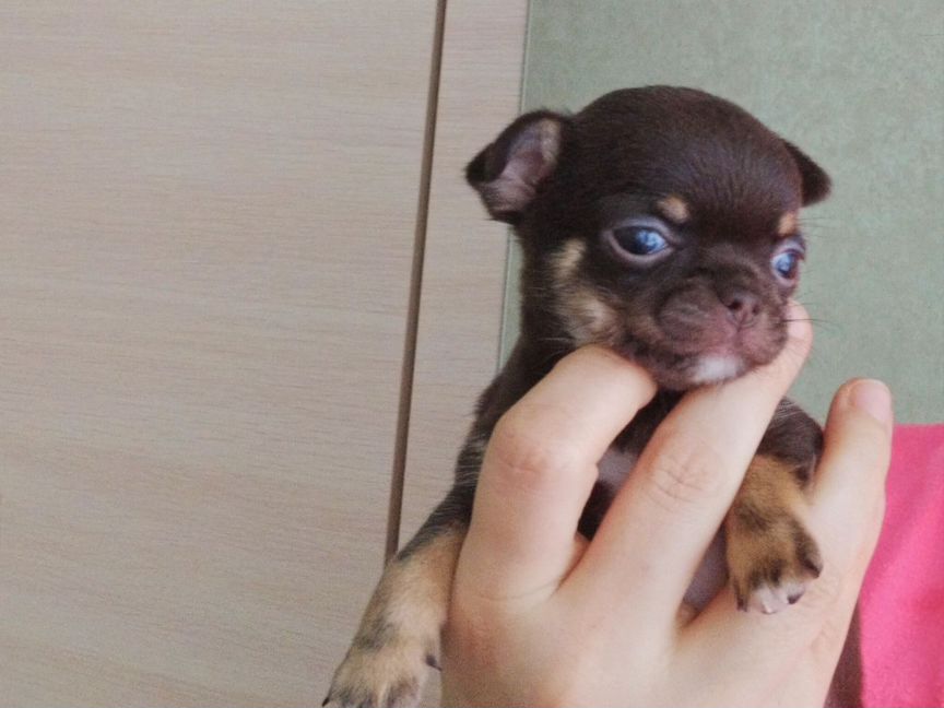 Щенки чихуахуа