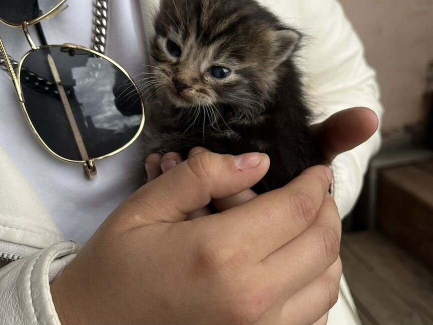 Котята