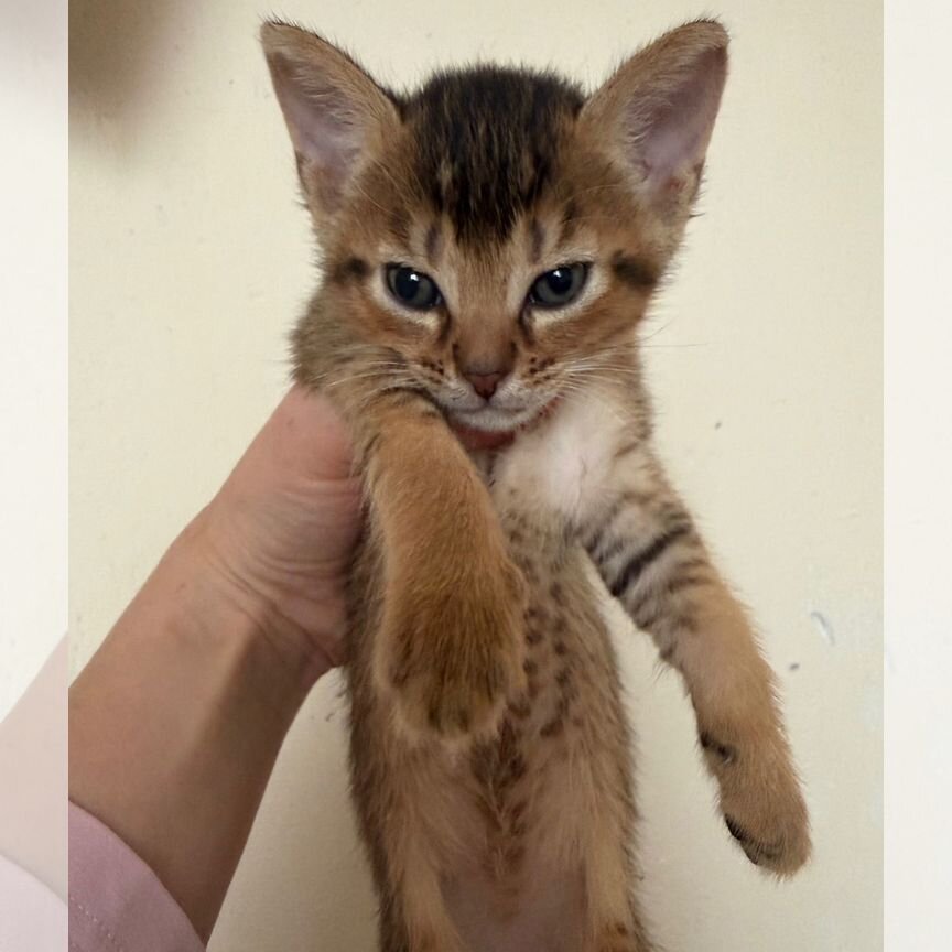 Чаузи котёнок