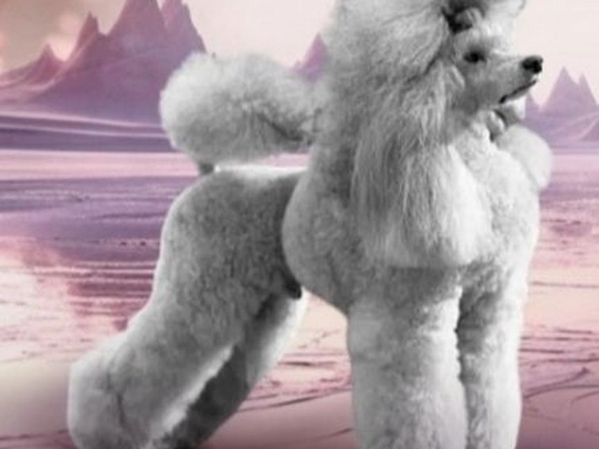 Голубой пудель