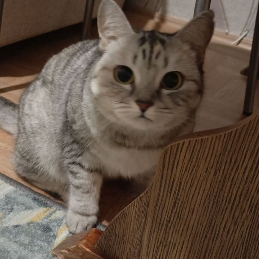Смесь шотландской с британской кошечка