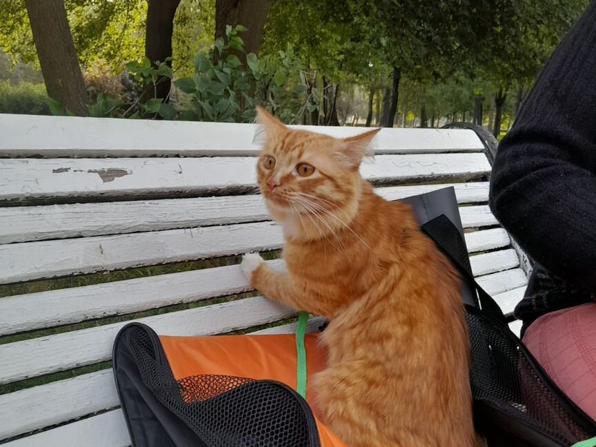 Рыжий кот в добрые руки