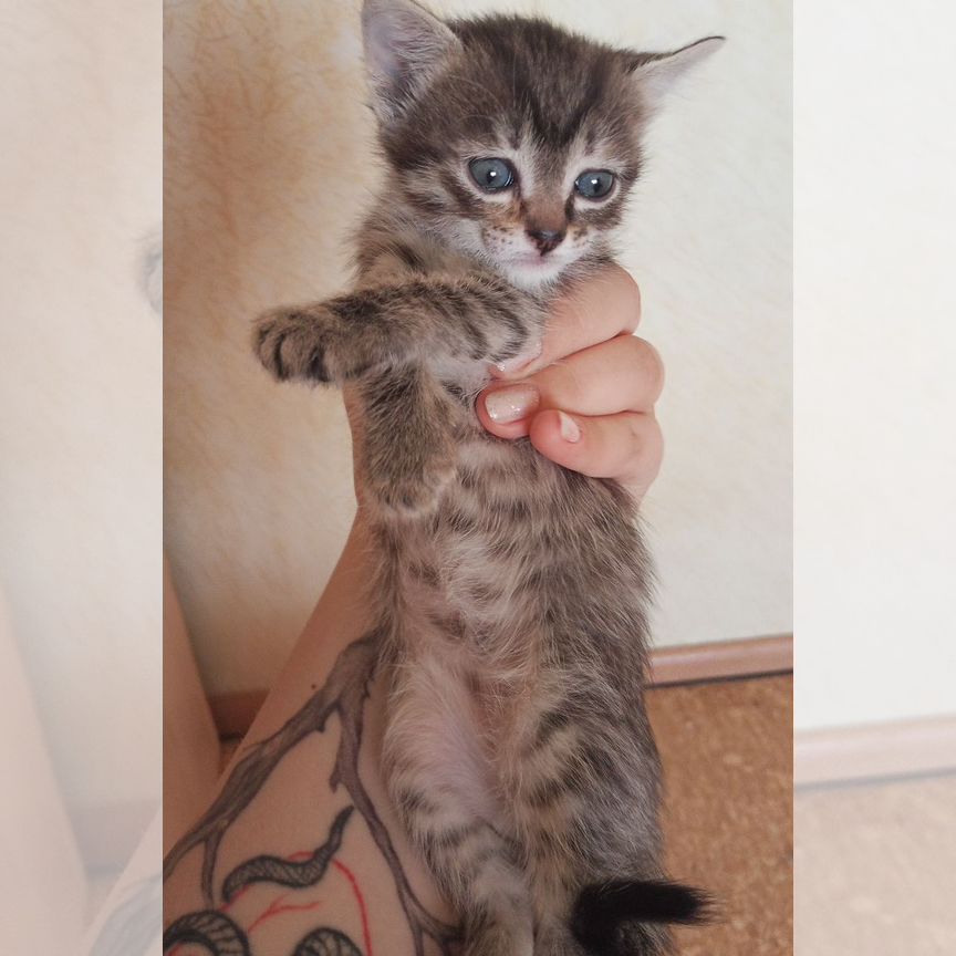 Котёнок в добрые руки