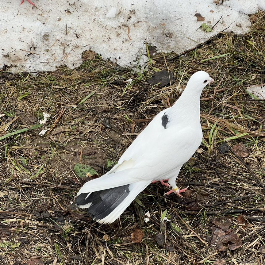 Бакинец широкохвостый